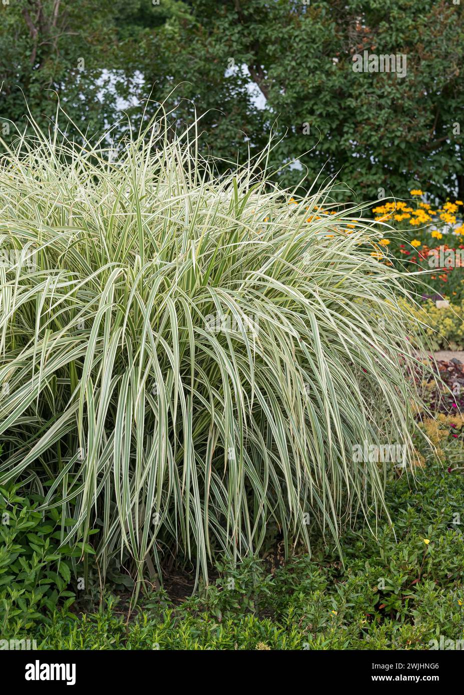 White coloured Chinese reed (Miscanthus sinensis 'Variegatus' Stock ...