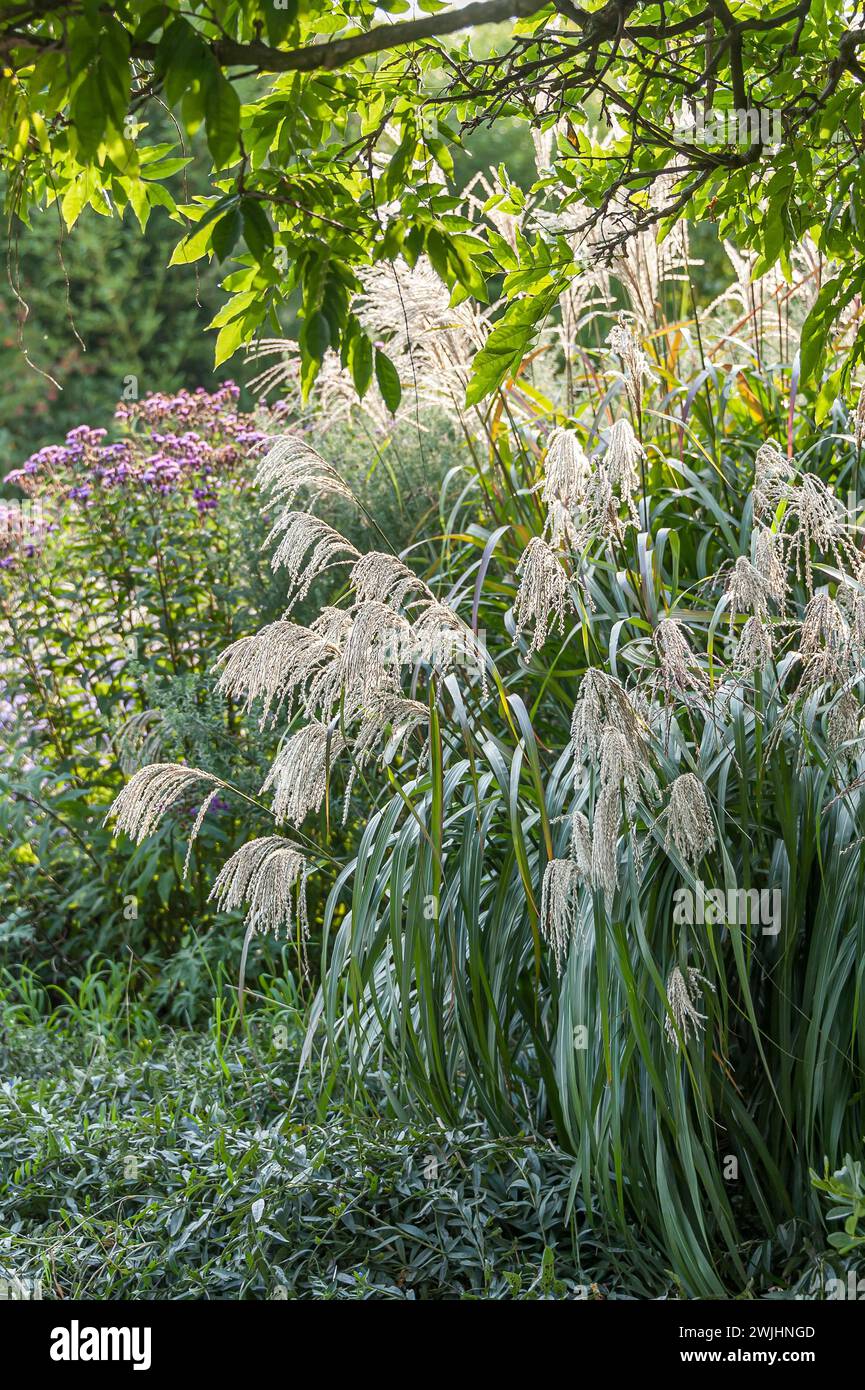 Chinese reed (Miscanthus sinensis 'Silberfeder' Stock Photo - Alamy