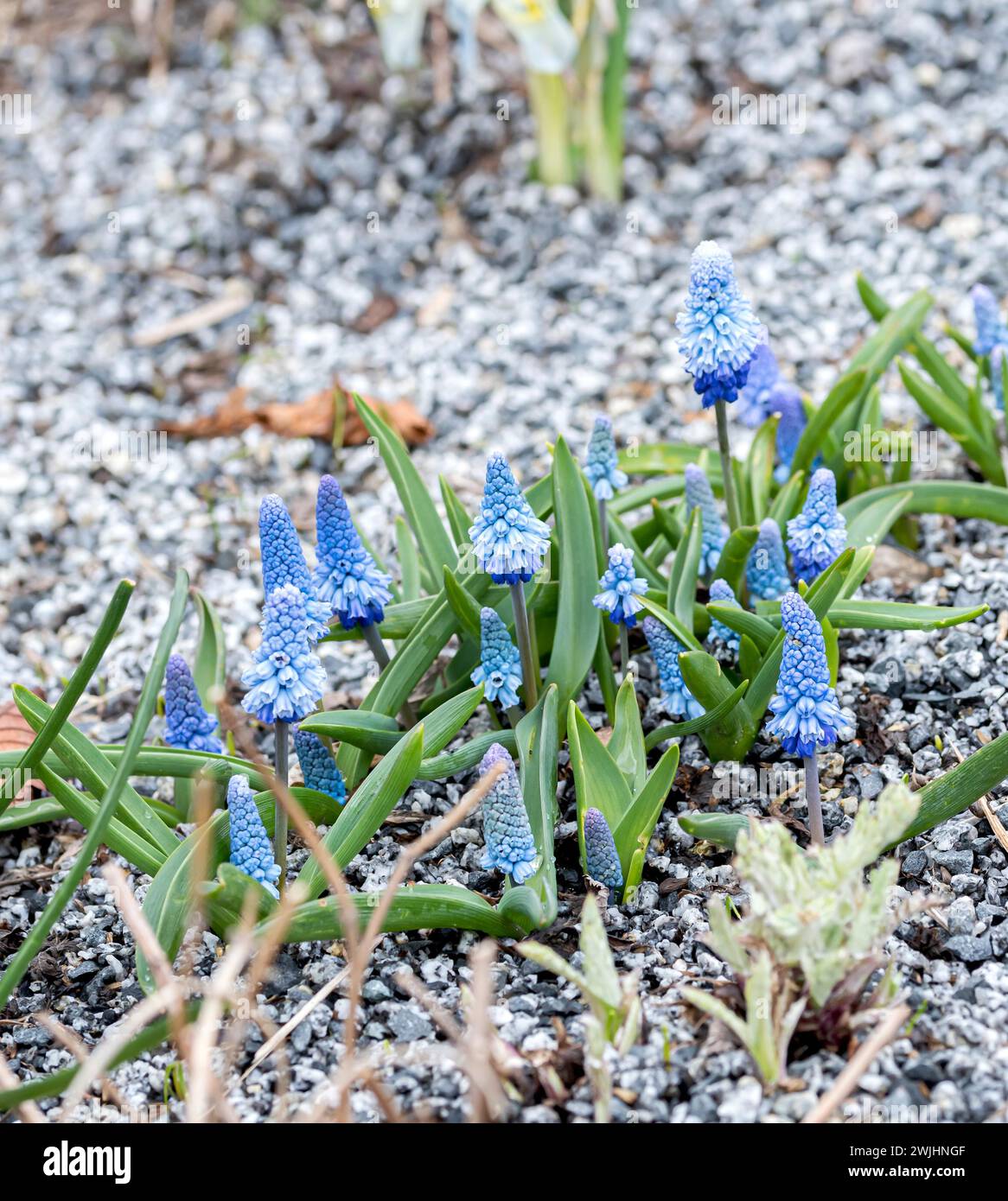 Grape hyacinth (Muscari azureum Stock Photo - Alamy
