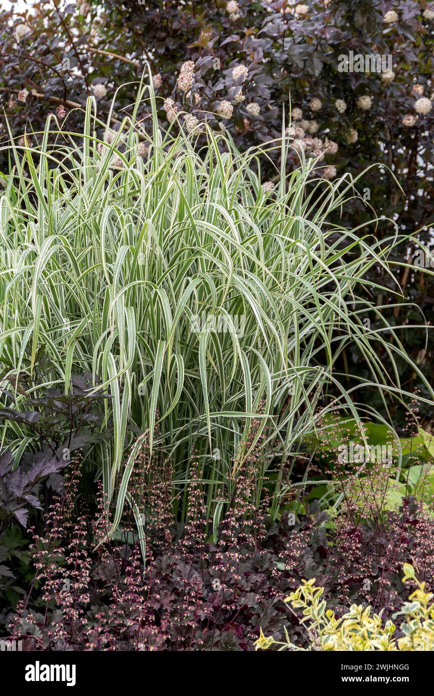 Chinese reed (Miscanthus sinensis 'Variegatus' Stock Photo - Alamy