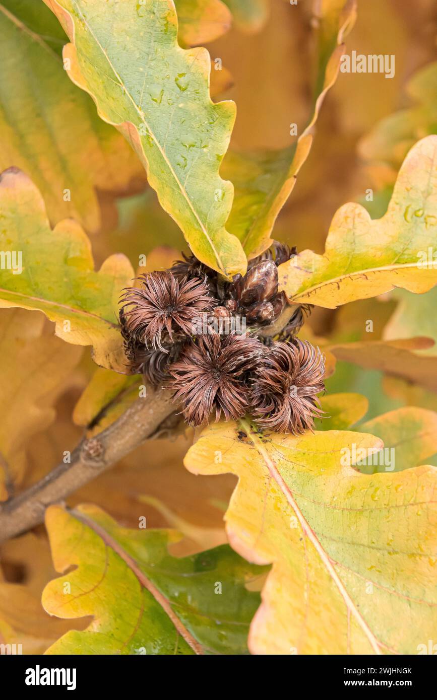 Japanese Emperor Oak (Quercus dentata 'Carl Ferris Miller' Stock Photo ...