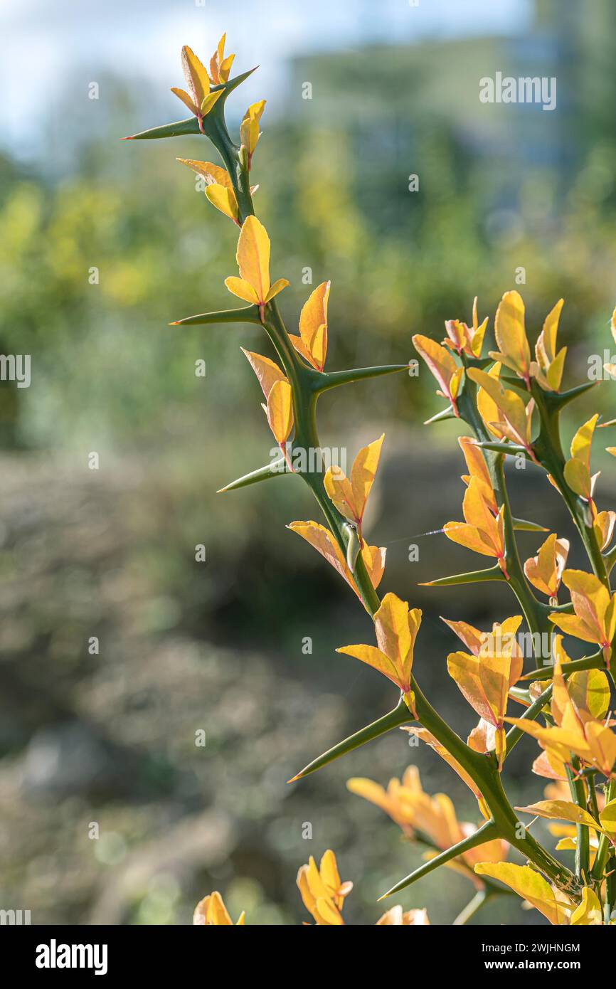 Trifoliate orange (Poncirus trifoliata Stock Photo - Alamy