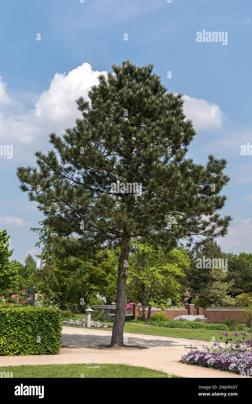 Common black pine (Pinus nigra subsp. nigra Stock Photo - Alamy