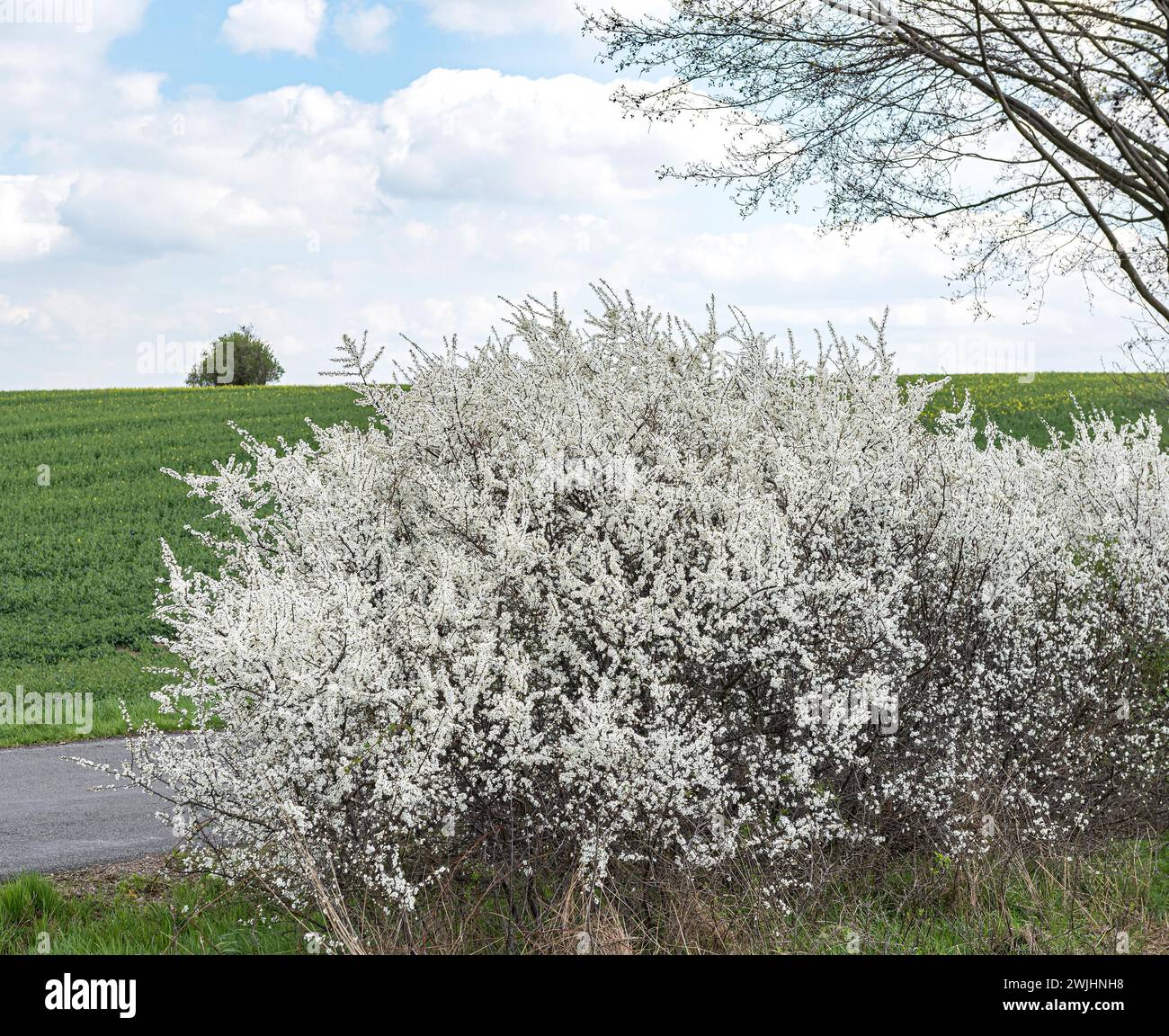 Blackthorn bush blossom hi-res stock photography and images - Alamy