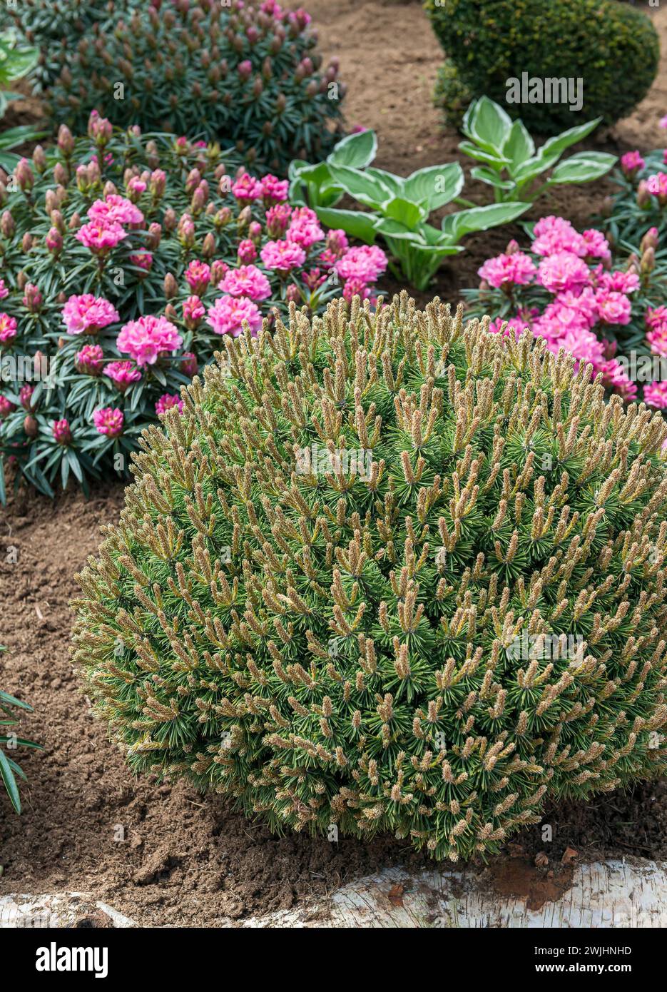 Crooked pine (Pinus mugo 'Benjamin' Stock Photo - Alamy