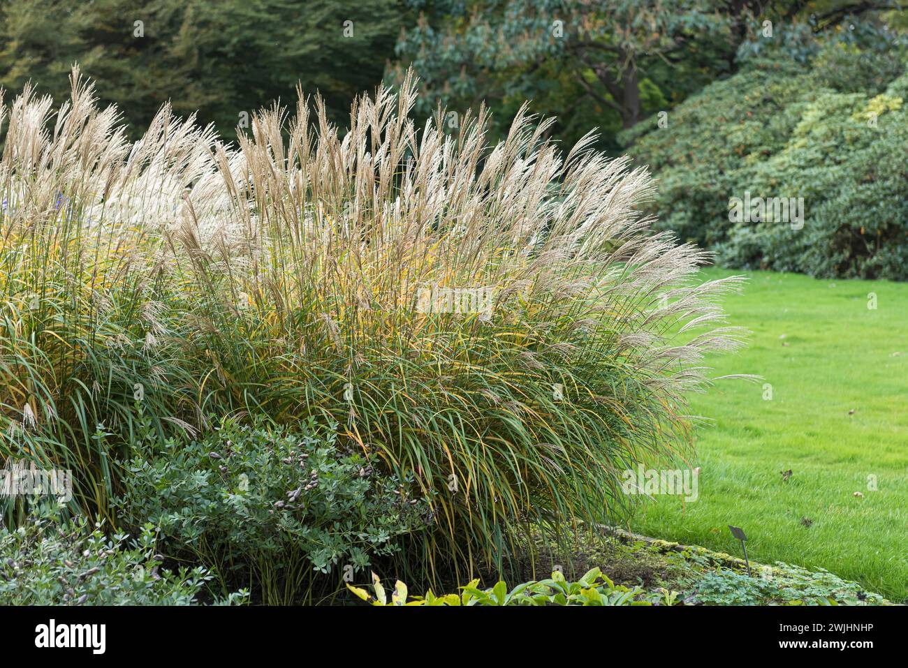 Miscanthus ‘yaku jima’ hi-res stock photography and images - Alamy