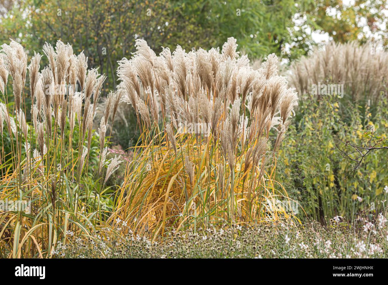 Chinese reed (Miscanthus sinensis 'Malepartus' Stock Photo - Alamy