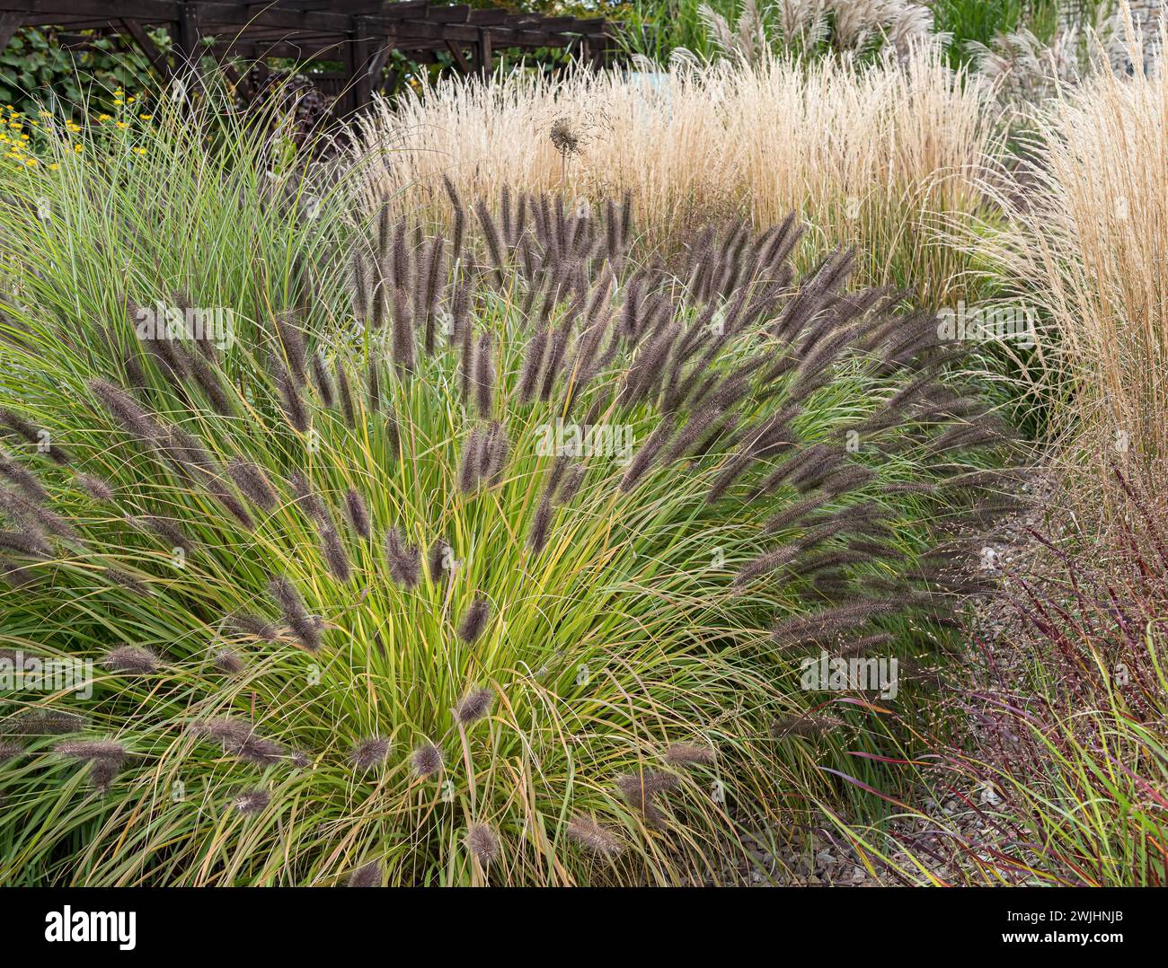 Lamp-cleaning grass (Pennisetum alopecuroides 'Black Beauty' Stock ...