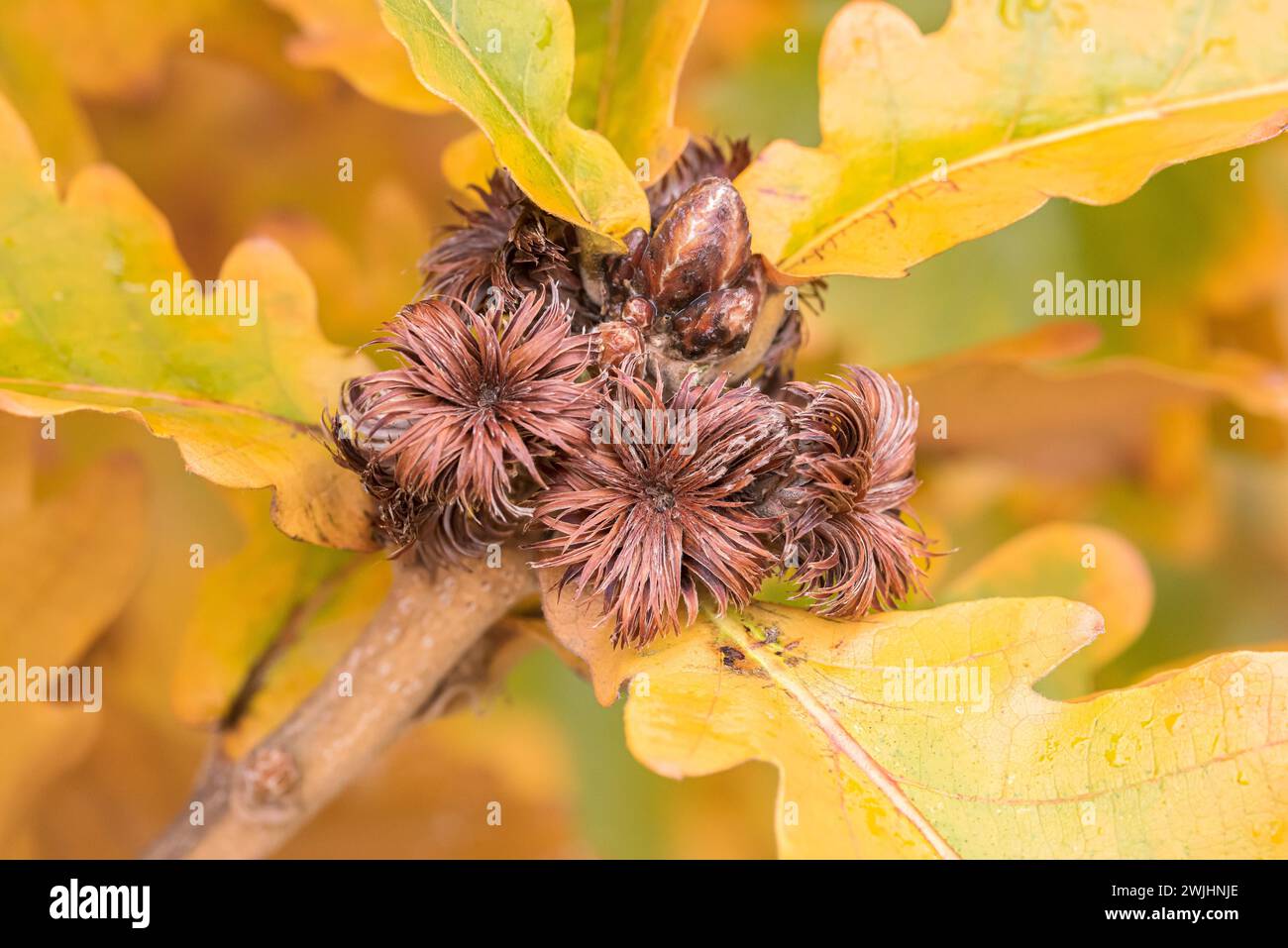 Japanese Emperor Oak (Quercus dentata 'Carl Ferris Miller' Stock Photo ...