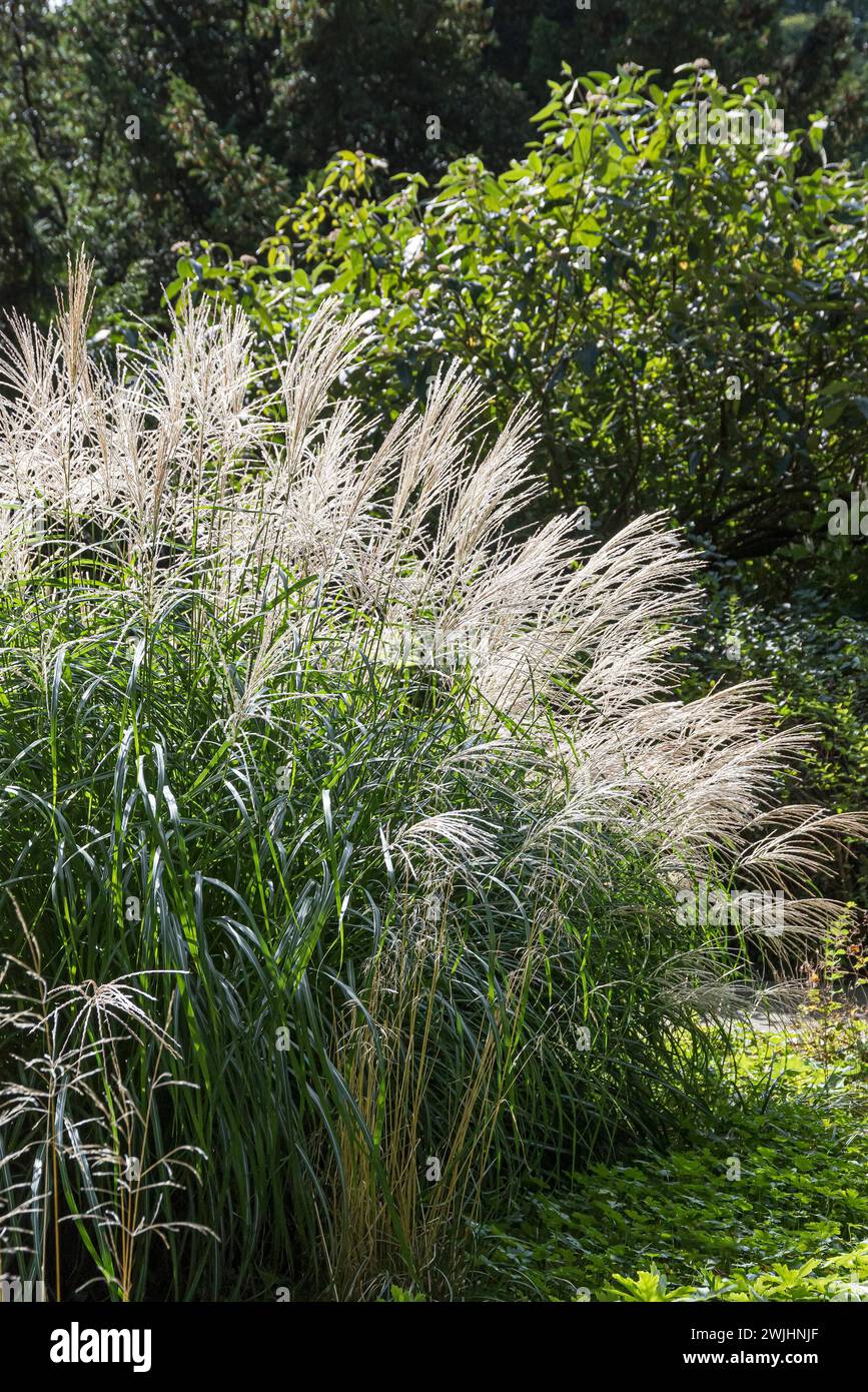 Miscanthus sinensis silberfeder hi-res stock photography and images - Alamy