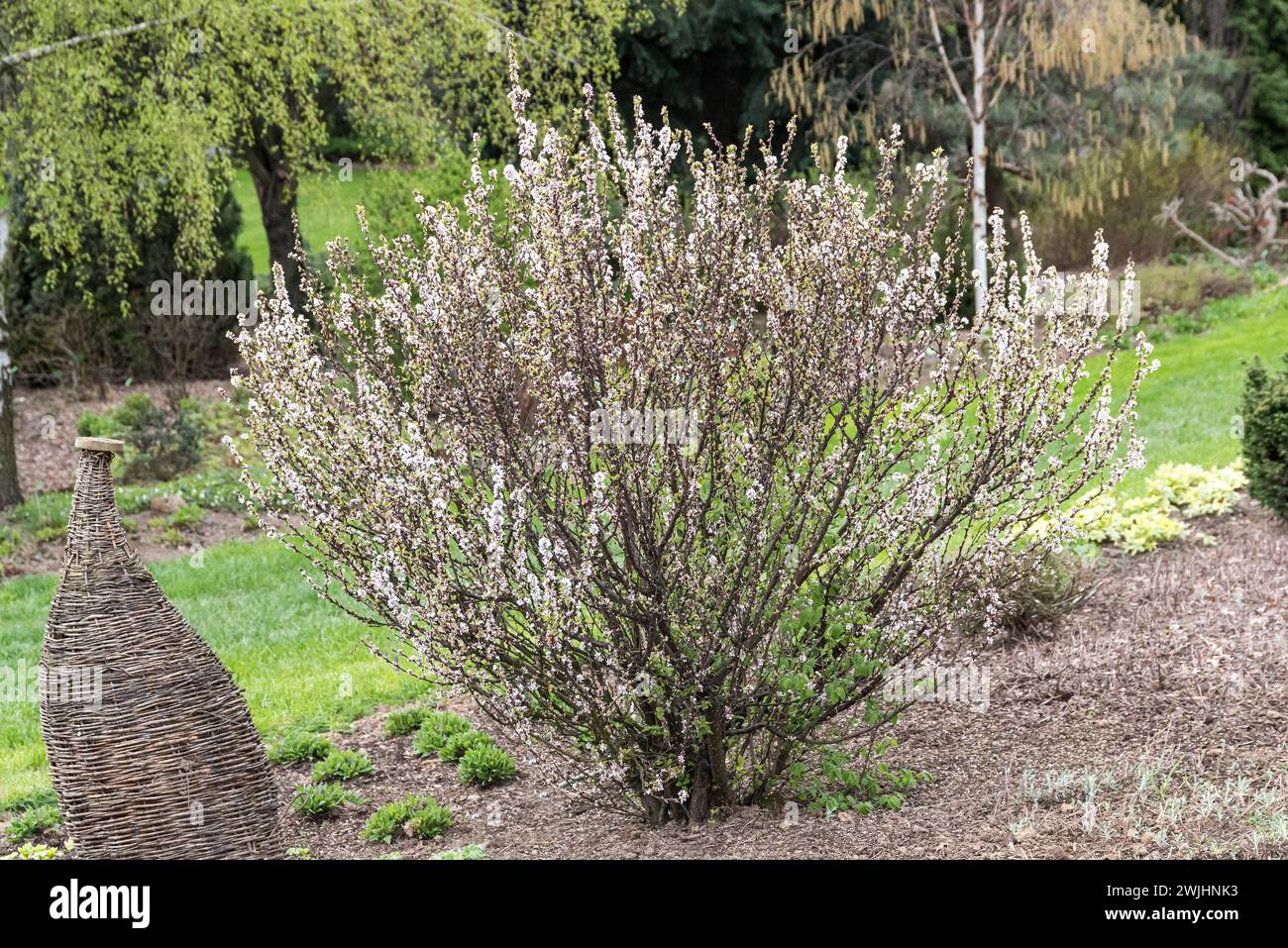 Japanese almond tree hi-res stock photography and images - Alamy