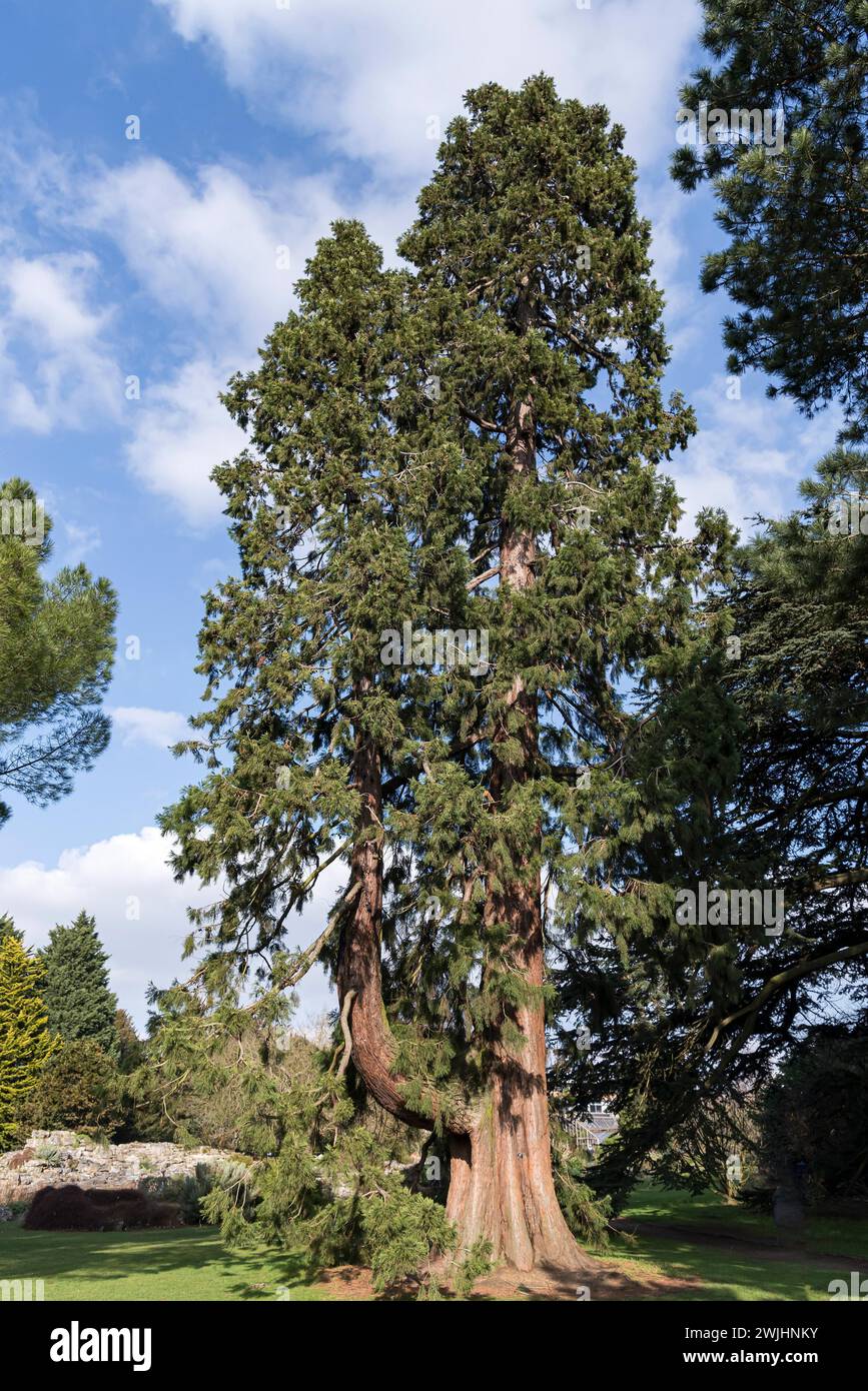 Giant sequoia (Sequoiadendron giganteum Stock Photo - Alamy