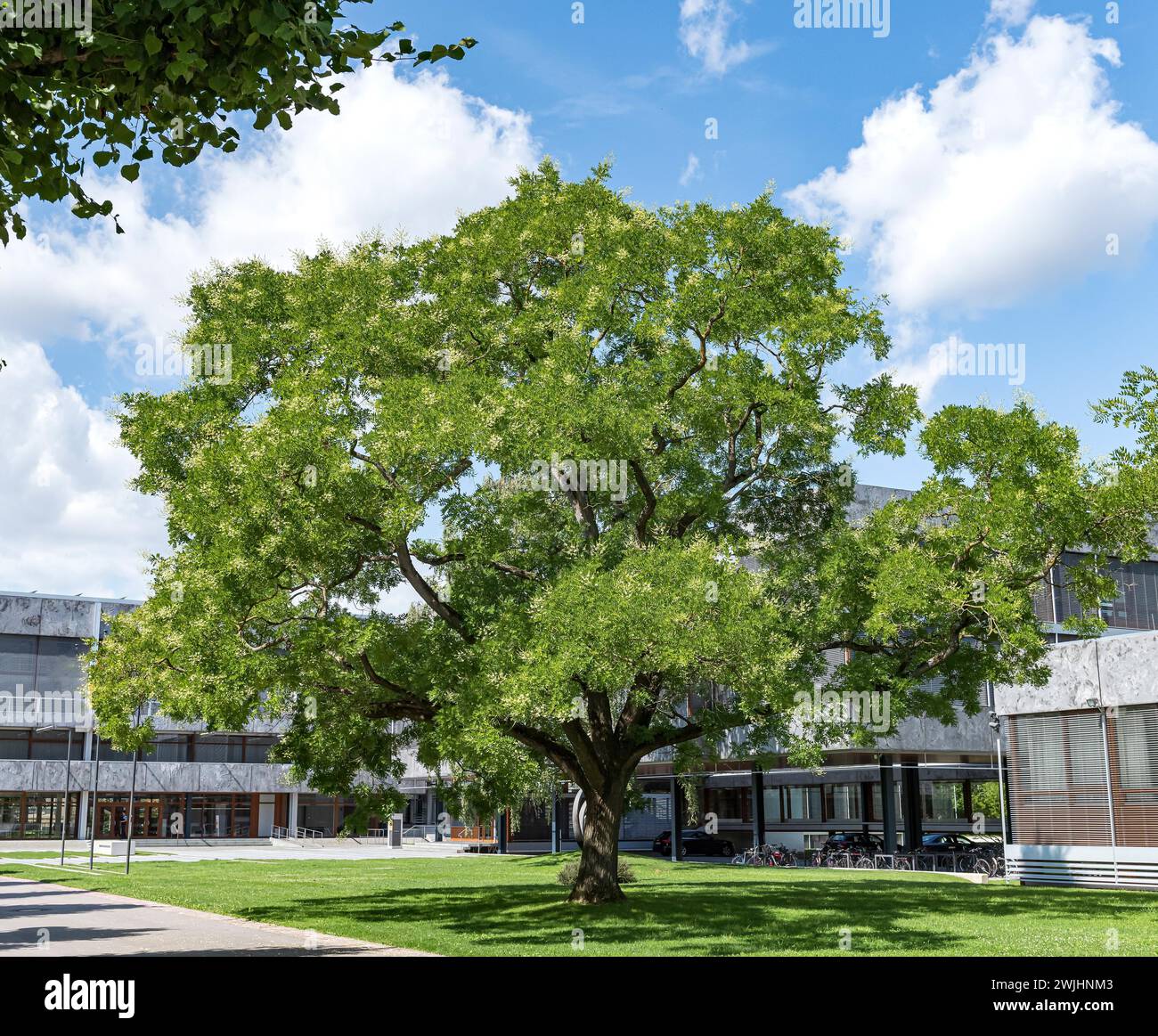 Federal Constitutional Court, string tree (Sophora japonica Stock Photo ...