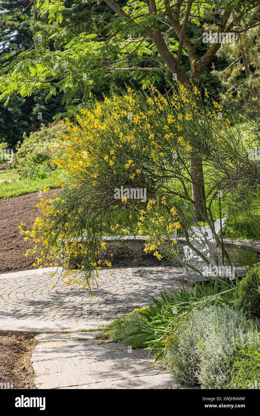 Spartium hi-res stock photography and images - Alamy