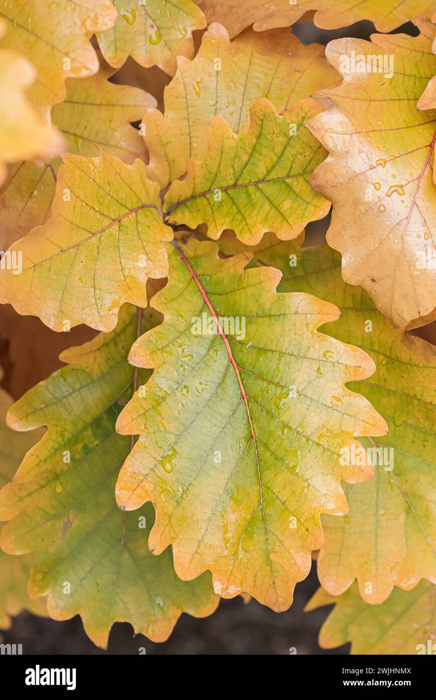 Japanese Emperor Oak (Quercus dentata 'Carl Ferris Miller' Stock Photo ...