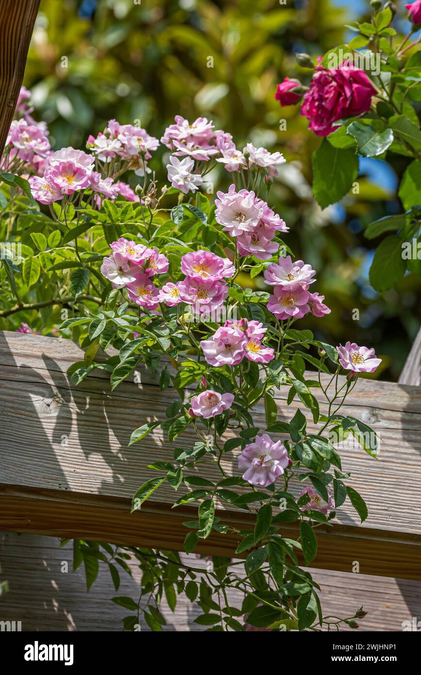 Pergola pink hi-res stock photography and images - Alamy