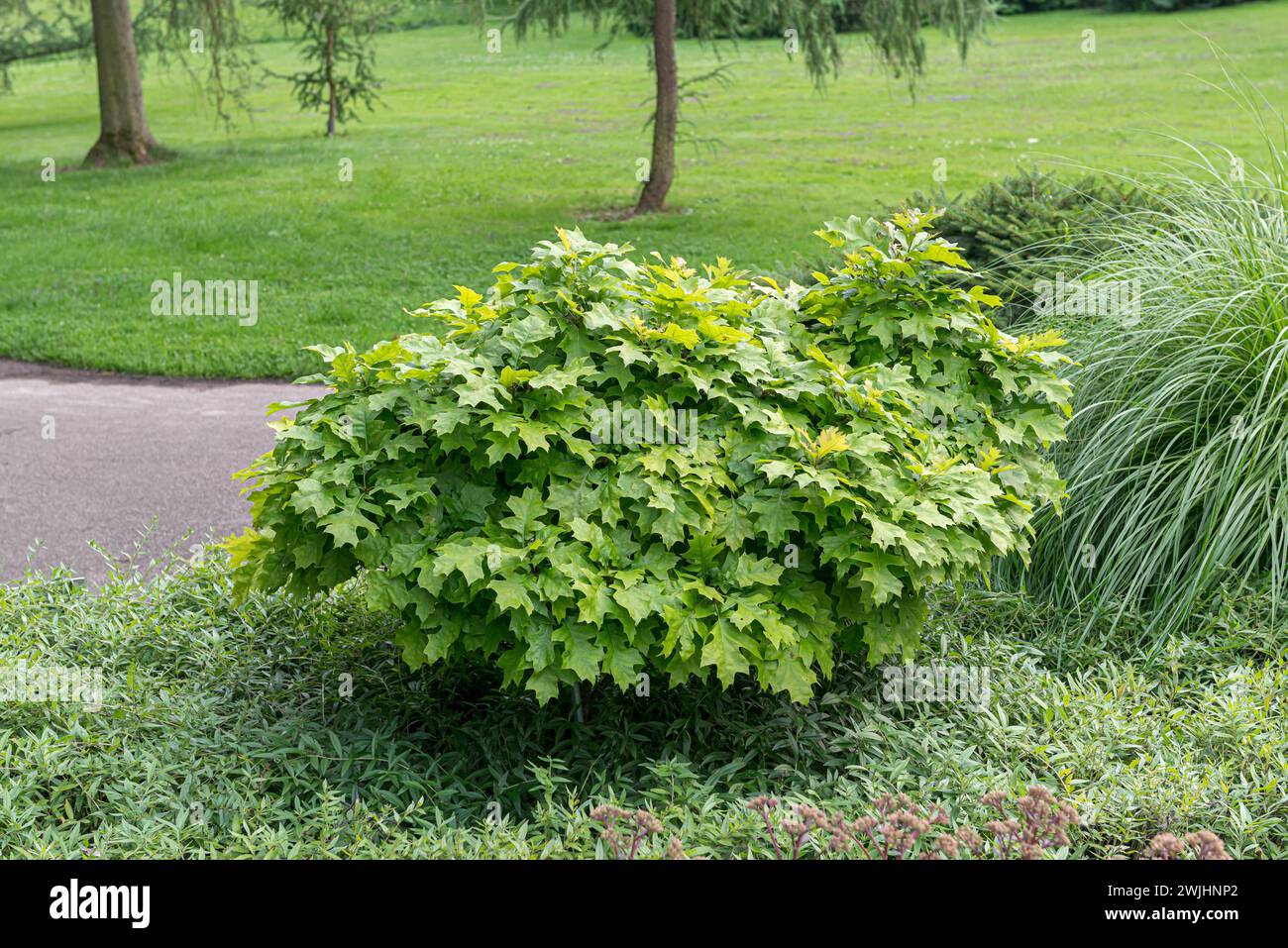 Ball swamp oak (Quercus palustris 'Green Dwarf' Stock Photo - Alamy