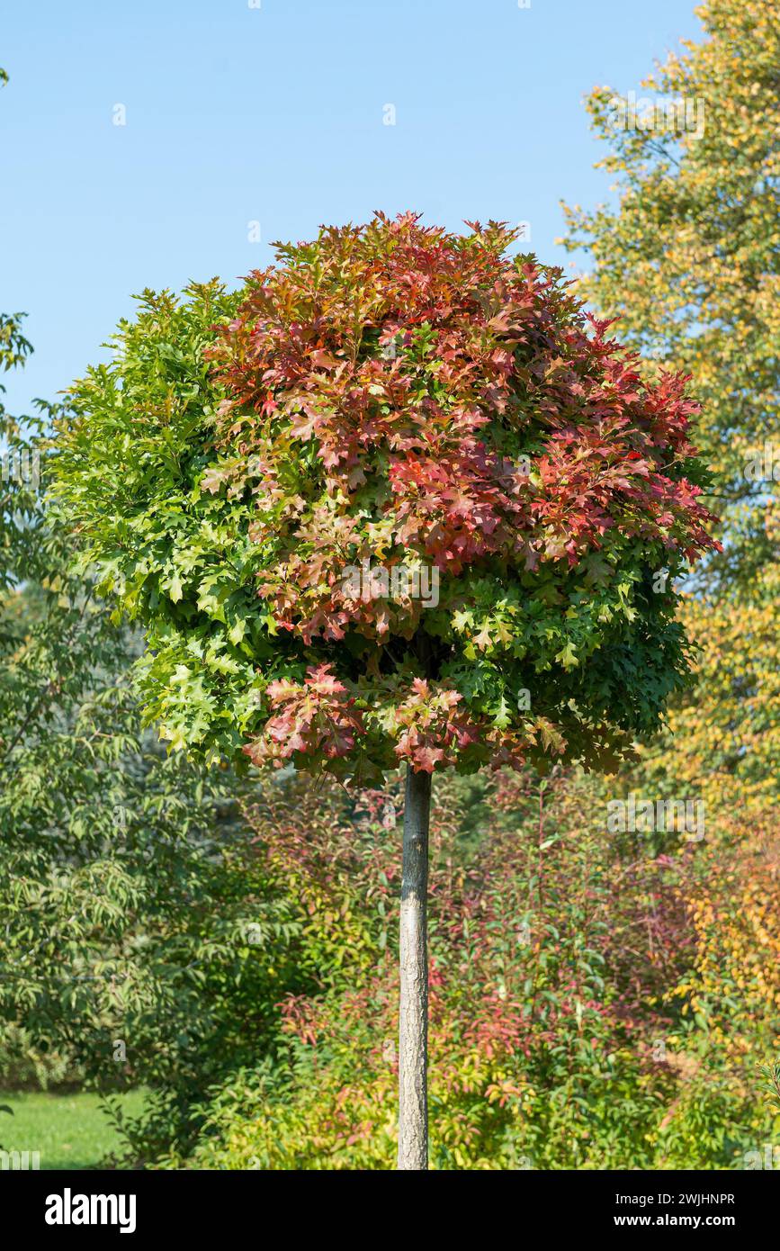 Ball swamp oak (Quercus palustris 'Green Dwarf' Stock Photo - Alamy