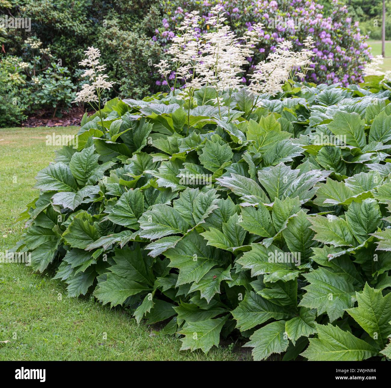 Rodgersia flowering hi-res stock photography and images - Alamy