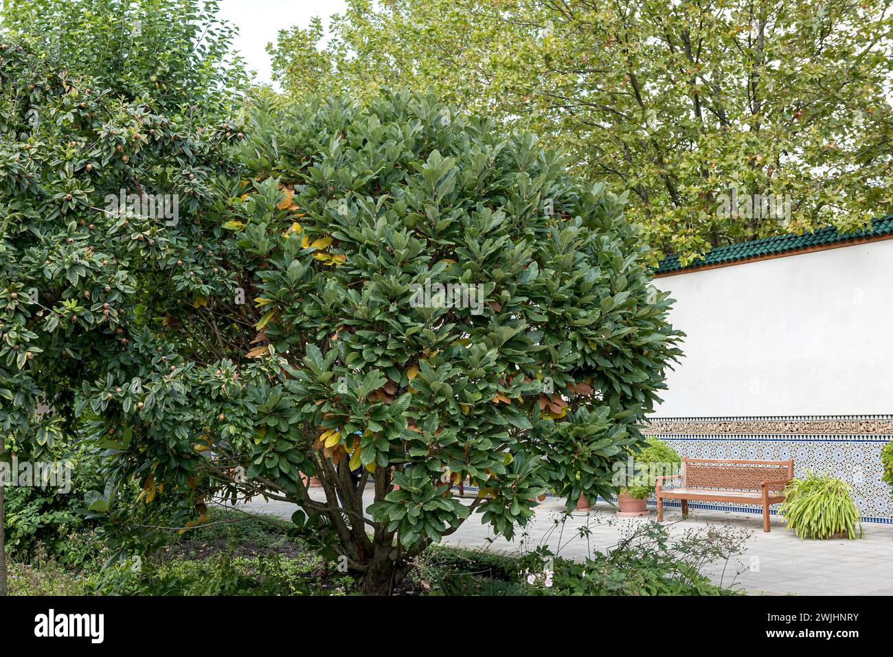 Pontine oak (Quercus pontica Stock Photo - Alamy
