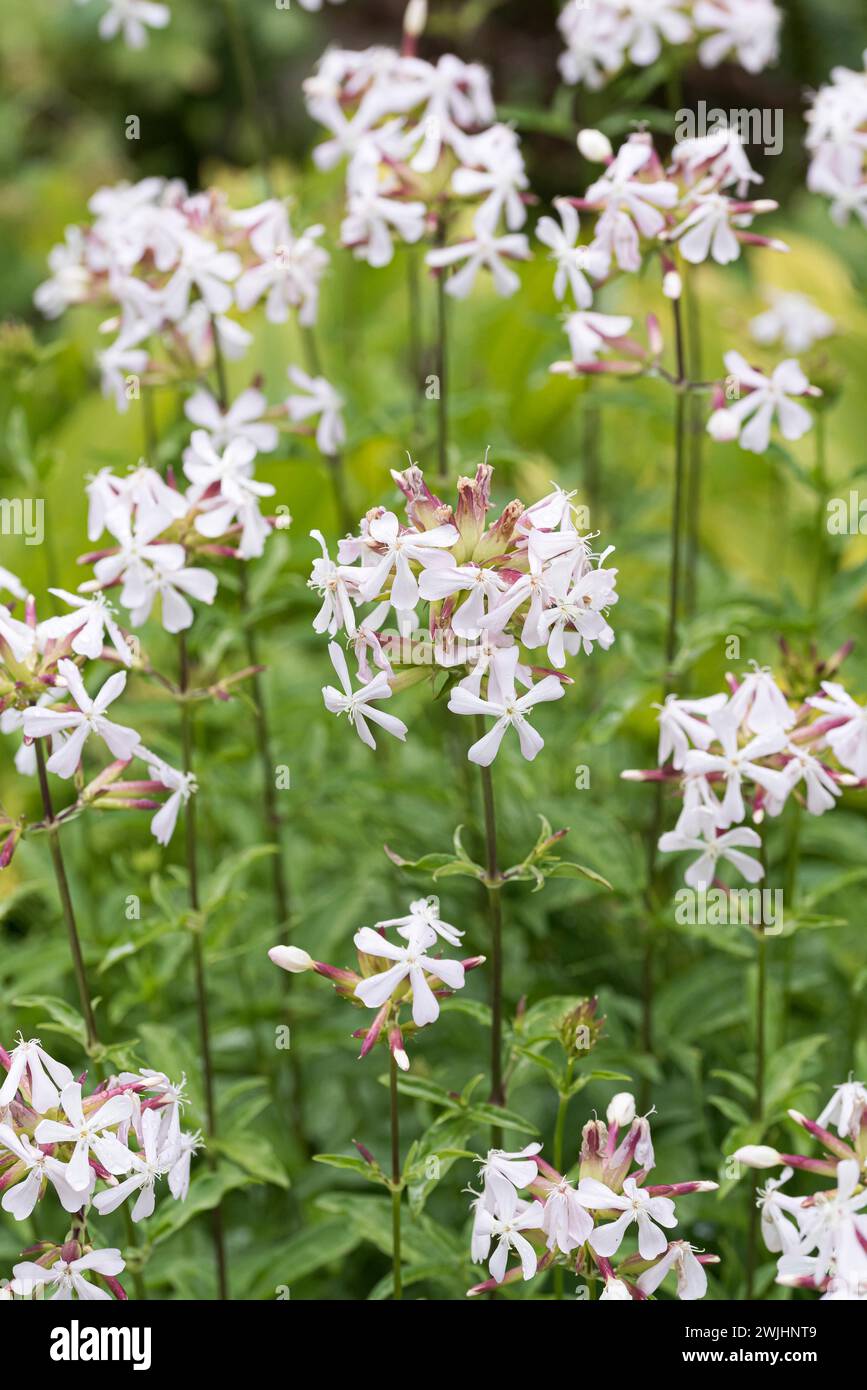 Soapwort (Saponaria officinalis Stock Photo - Alamy
