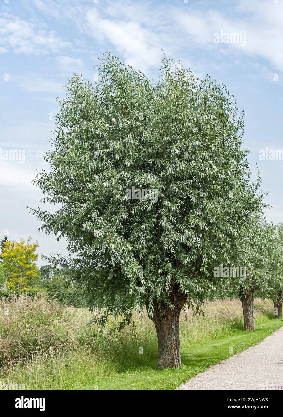 White willow (Salix alba Stock Photo - Alamy