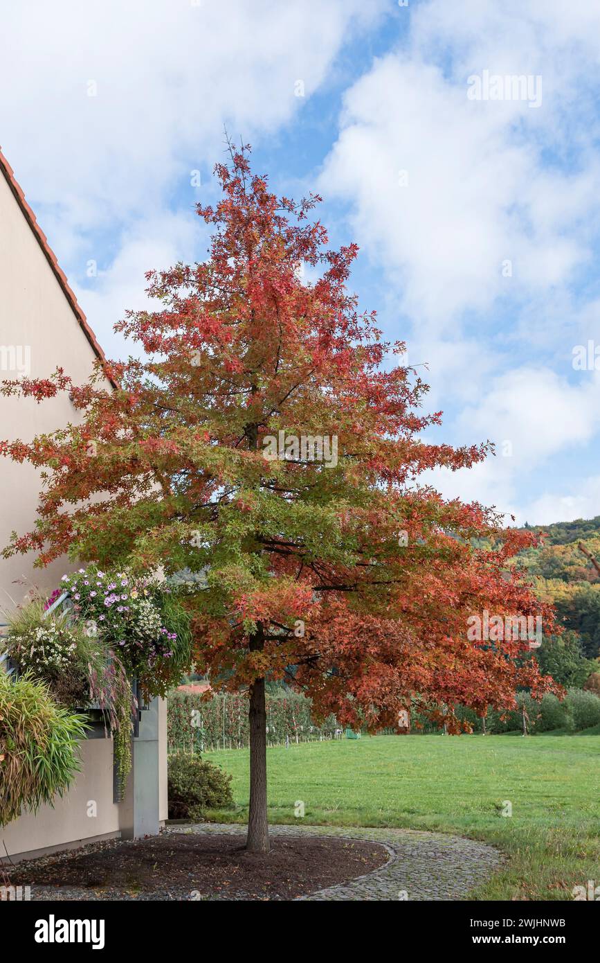 Pin oak (Quercus palustris Stock Photo - Alamy