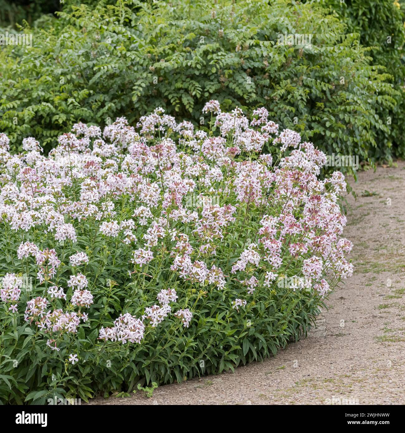 Saponaria root hi-res stock photography and images - Alamy