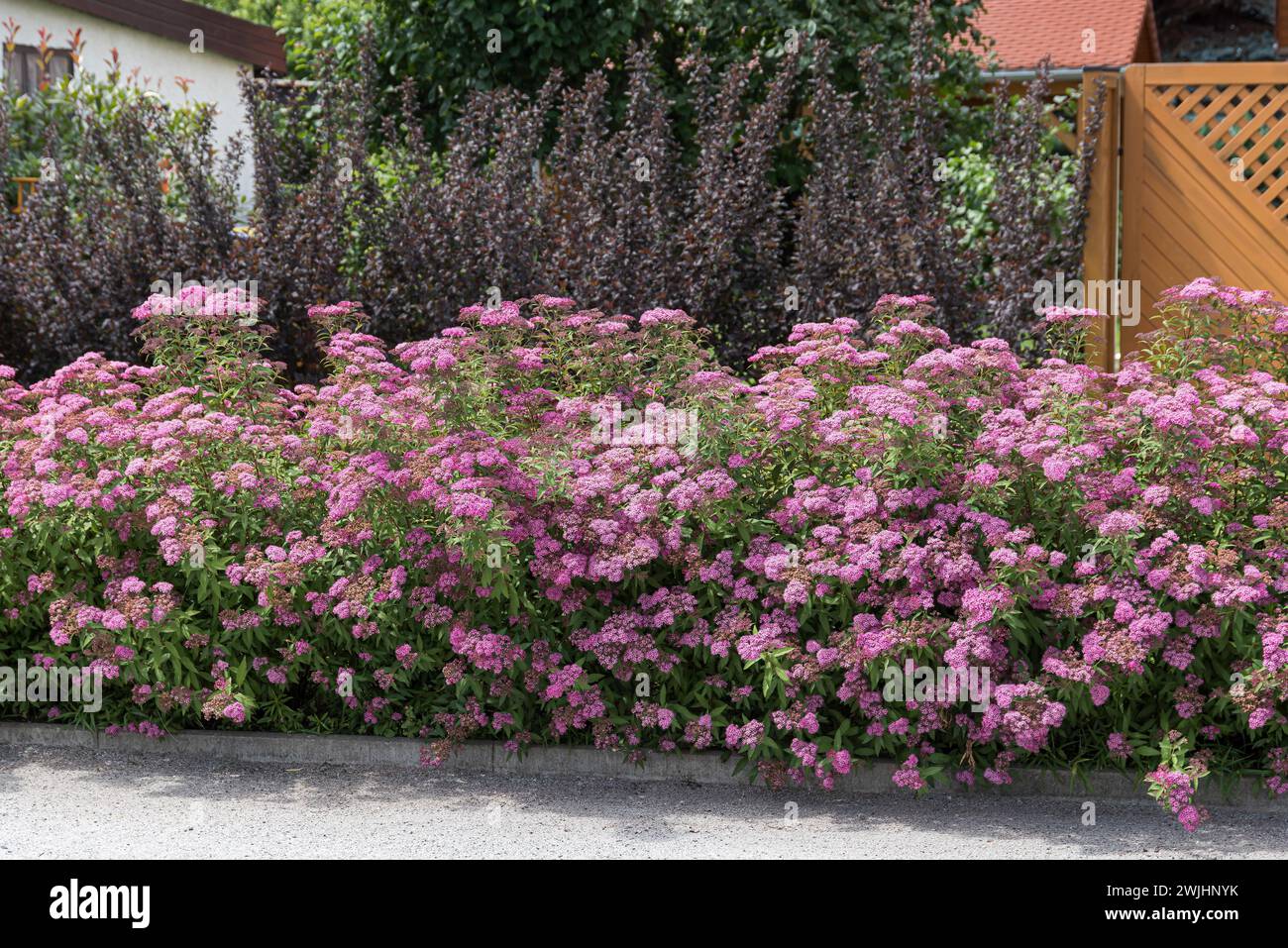 Summer spirea (Spiraea japonica 'Anthony Waterer' Stock Photo - Alamy