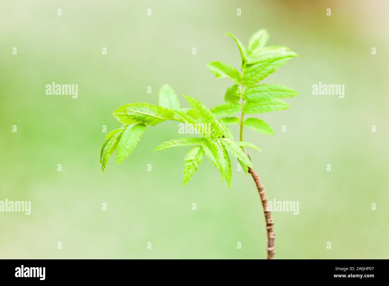 Green budding leaves on a tree branch at springtime Stock Photo - Alamy
