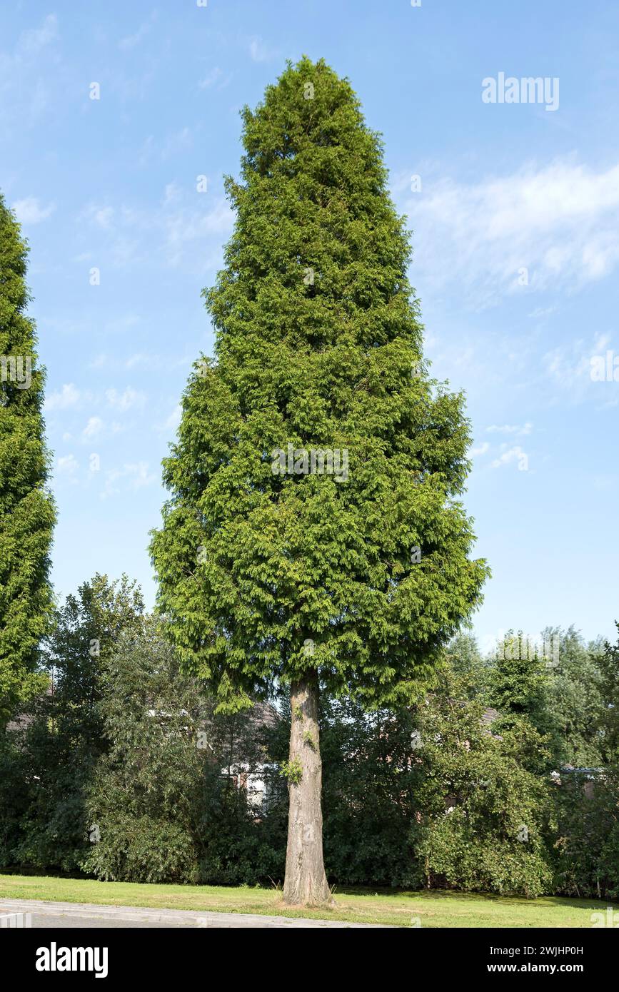 Bald cypress (Taxodium distichum Stock Photo - Alamy