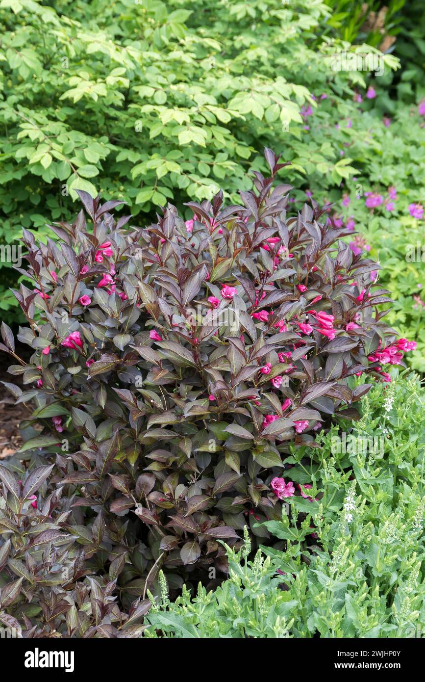 Weigela (Weigela florida 'Alexandra' Stock Photo - Alamy