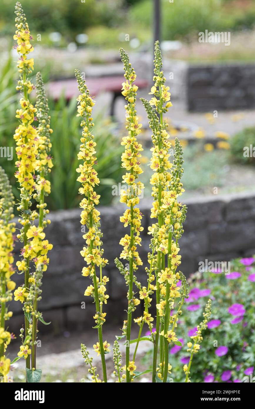Dark mullein (Verbascum nigrum Stock Photo - Alamy