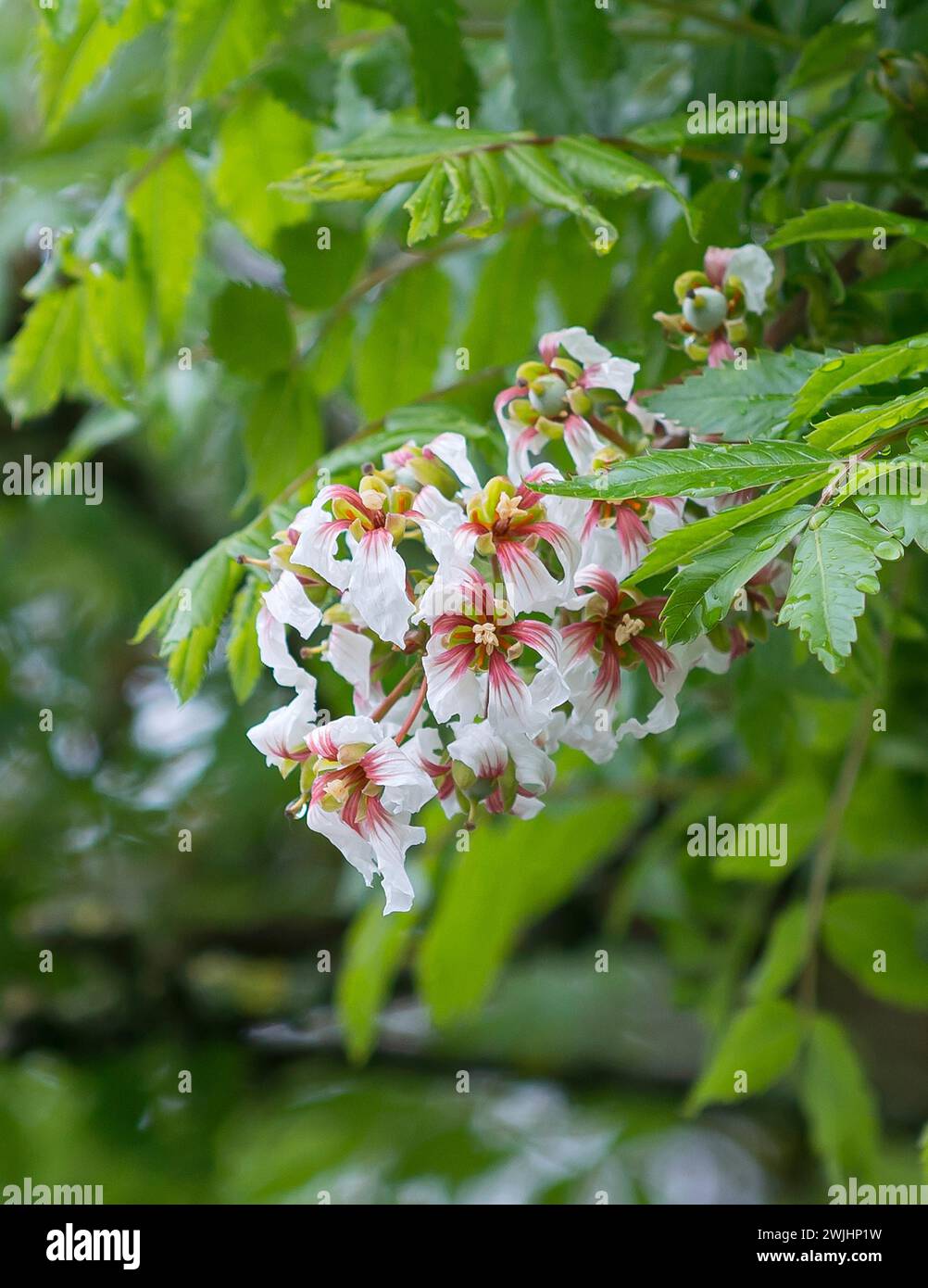 Yellowhorn (Xanthoceras sorbifolium Stock Photo - Alamy