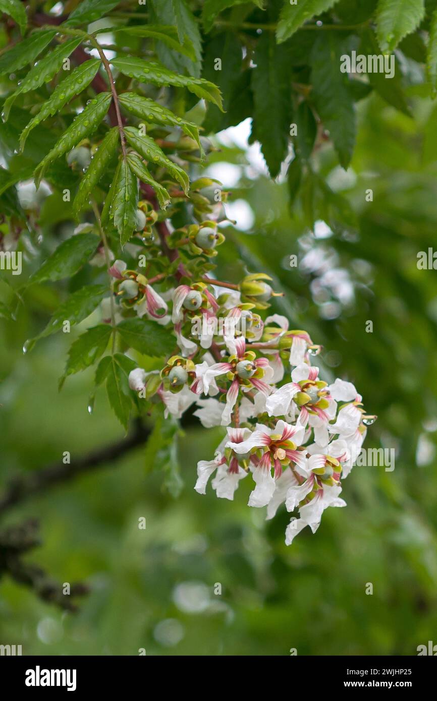 Yellowhorn (Xanthoceras sorbifolium Stock Photo - Alamy