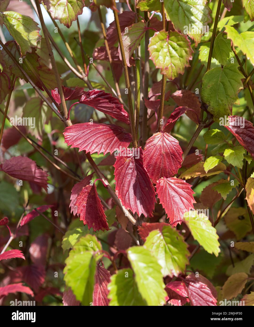 Arrowwood snowball (Viburnum dentatum BLUE MUFFIN Stock Photo - Alamy