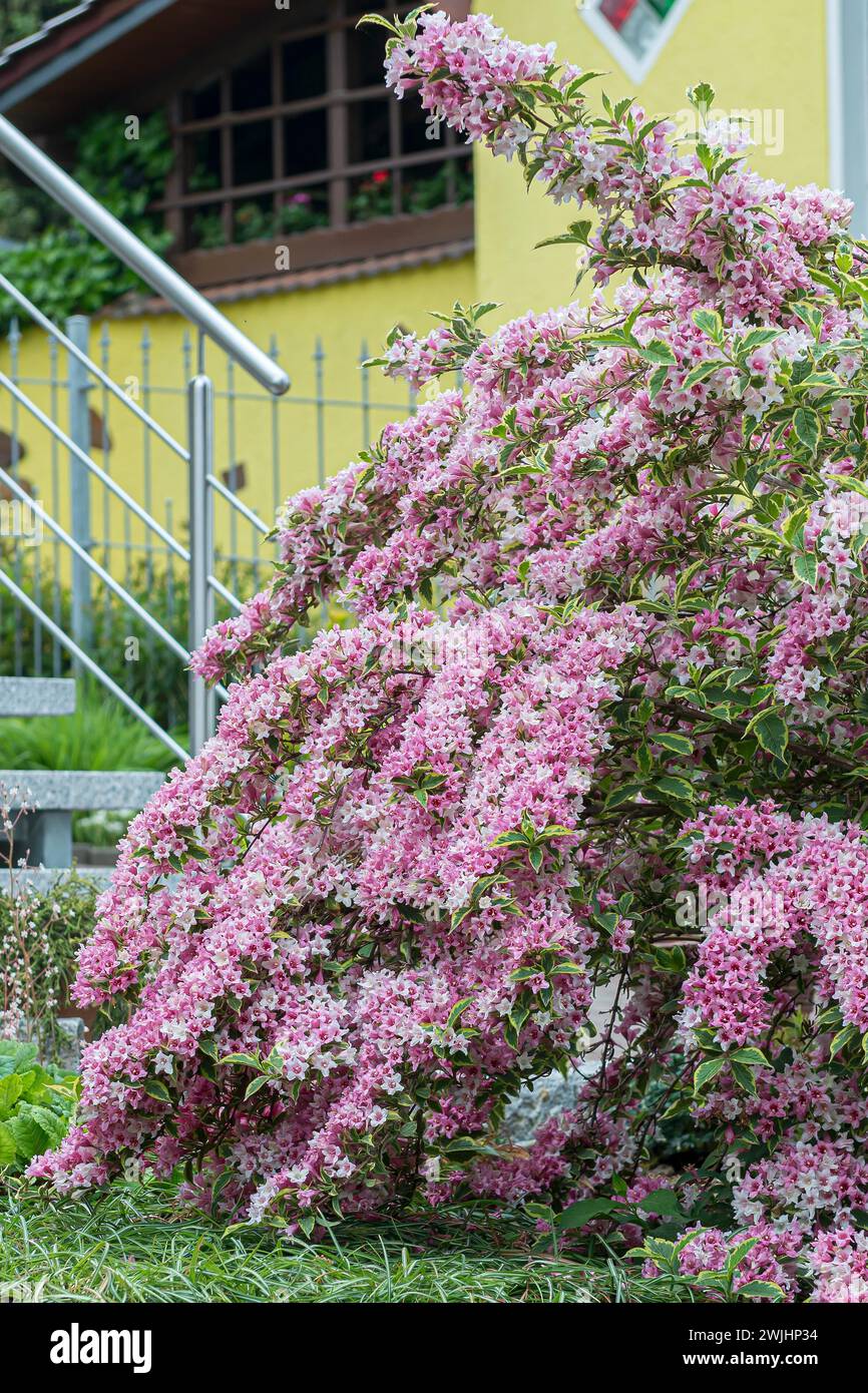 Weigela (Weigela florida 'Variegata' Stock Photo - Alamy
