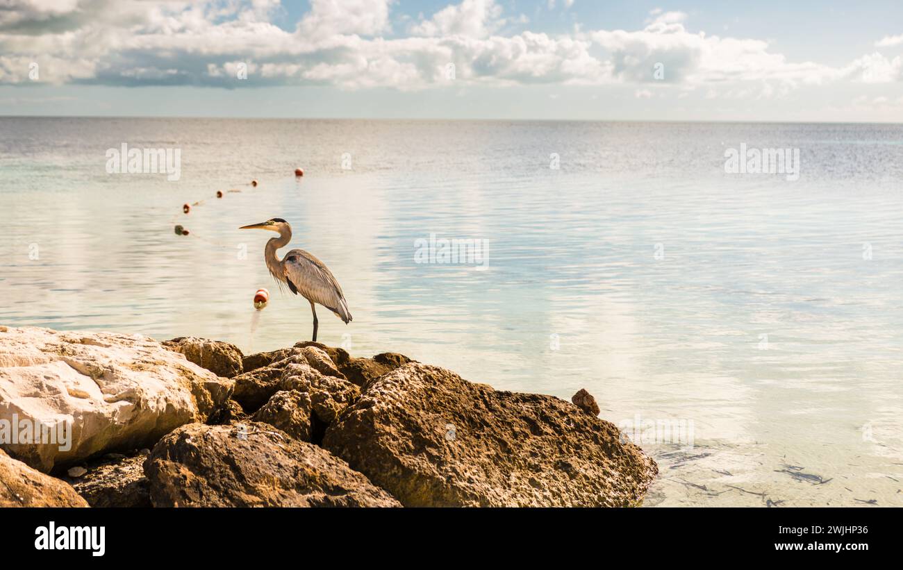 Bahamas Coco Cay Caribbean Island - Luxury beach oasis Stock Photo - Alamy