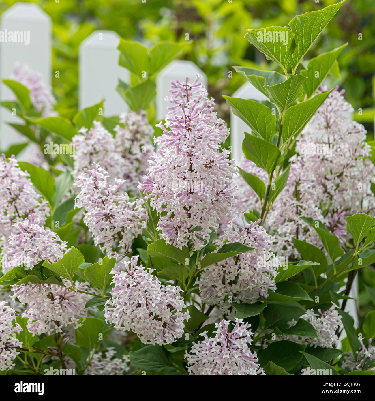 Korean lilac (Syringa patula 'Miss Kim' Stock Photo - Alamy