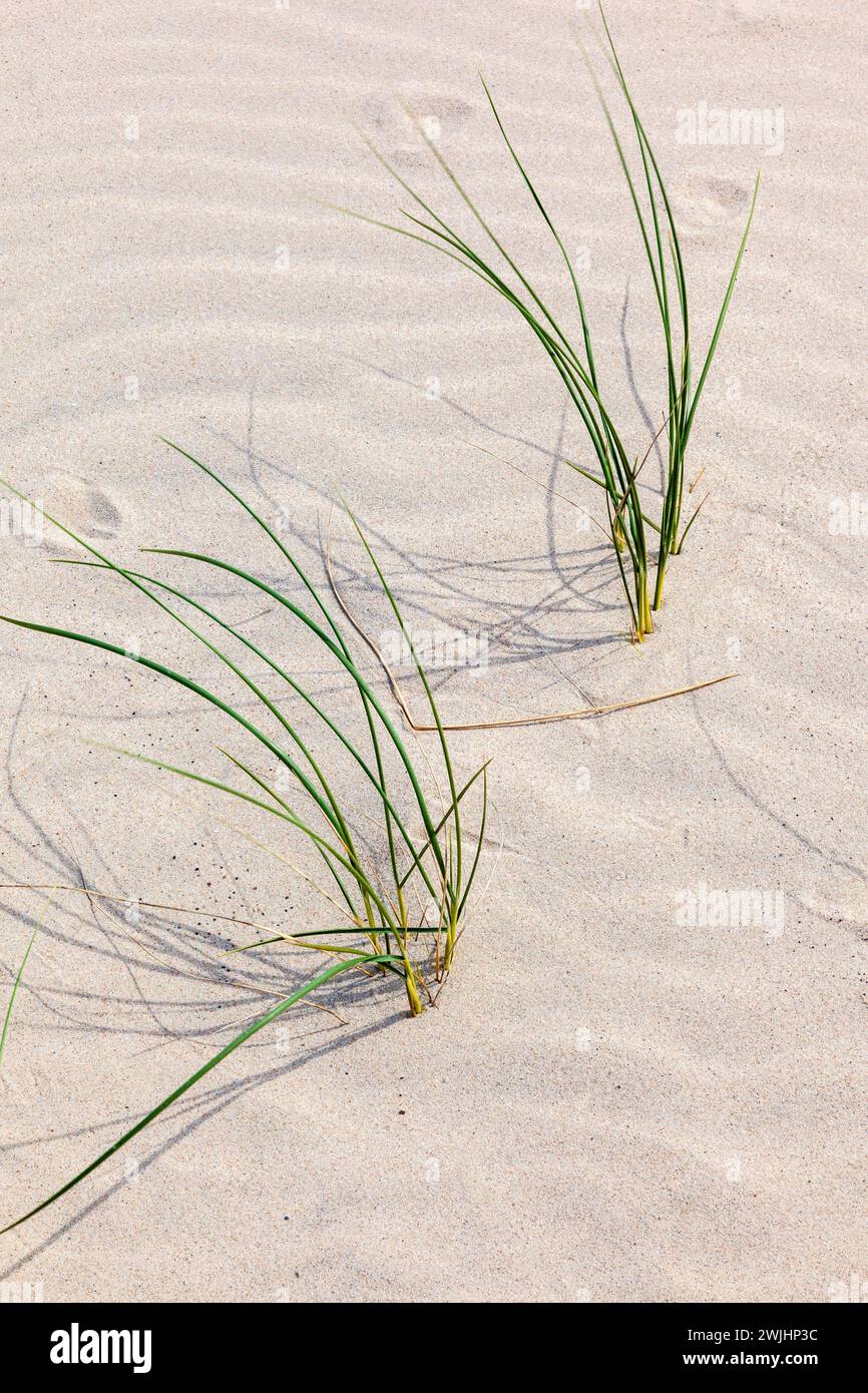 Summer day grass hi-res stock photography and images - Alamy