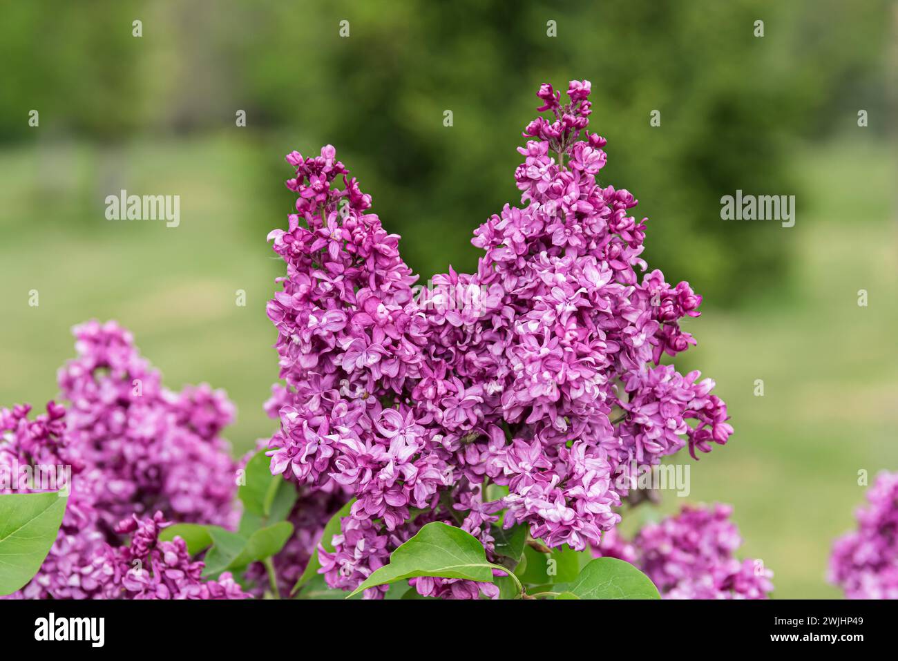 Sweet lilac (Syringa vulgaris 'Mrs Edward Harding' Stock Photo - Alamy
