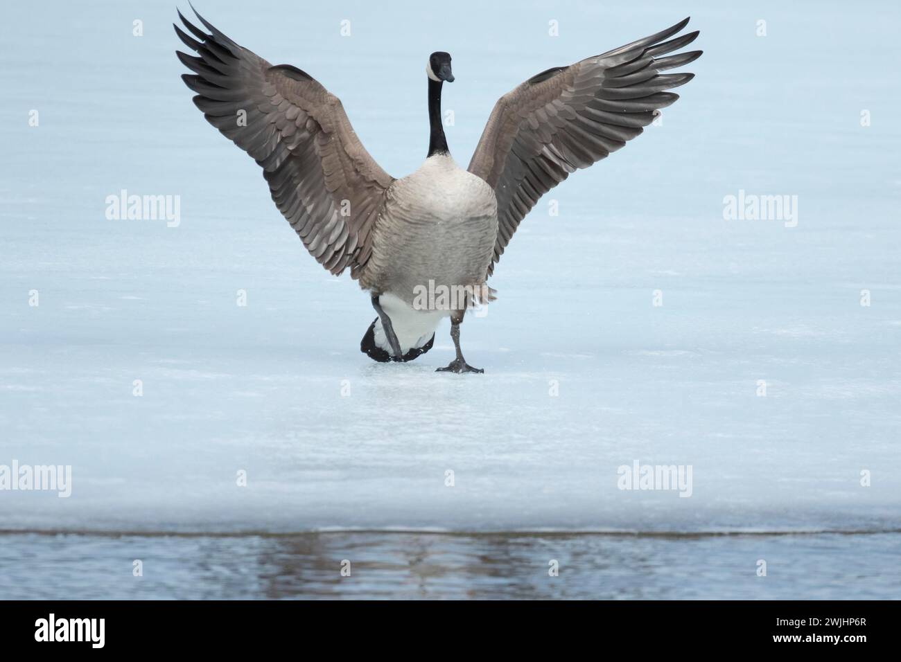 Canada geese landing on water hi-res stock photography and images - Alamy