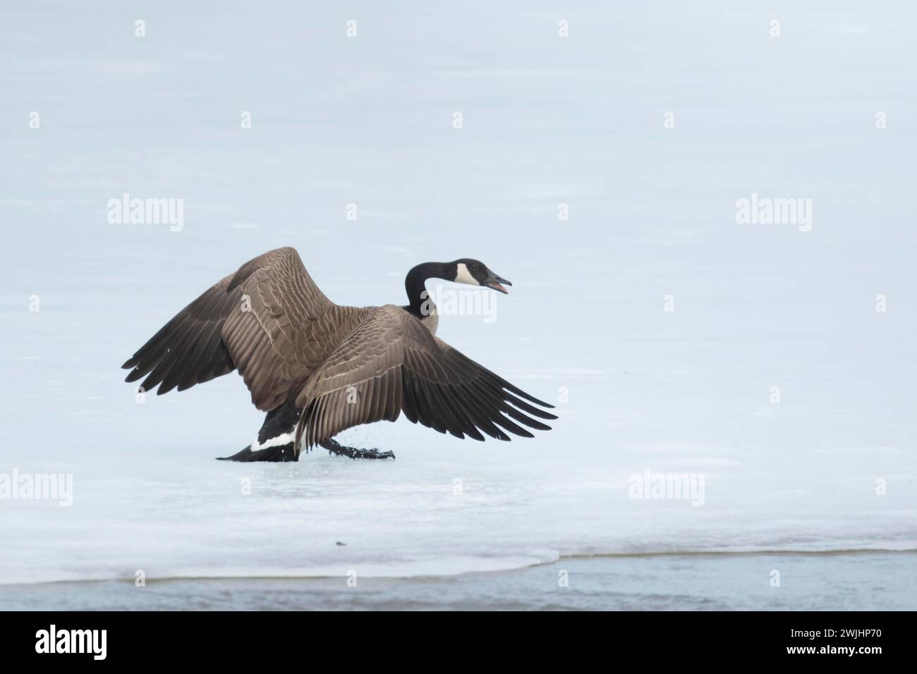 Canada goose standing on a frozen lake. Branta canadensis. Goose with ...