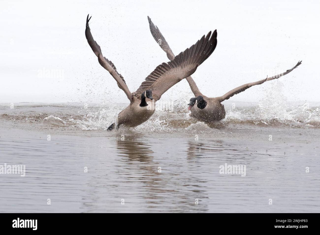 Canada geese. Branta canadensis, One goose with agressive display ...