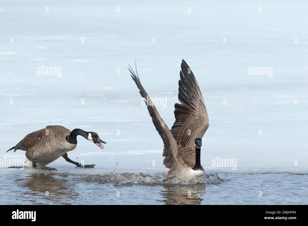 Canada geese standing on a frozen lake. Branta canadensis, One goose ...