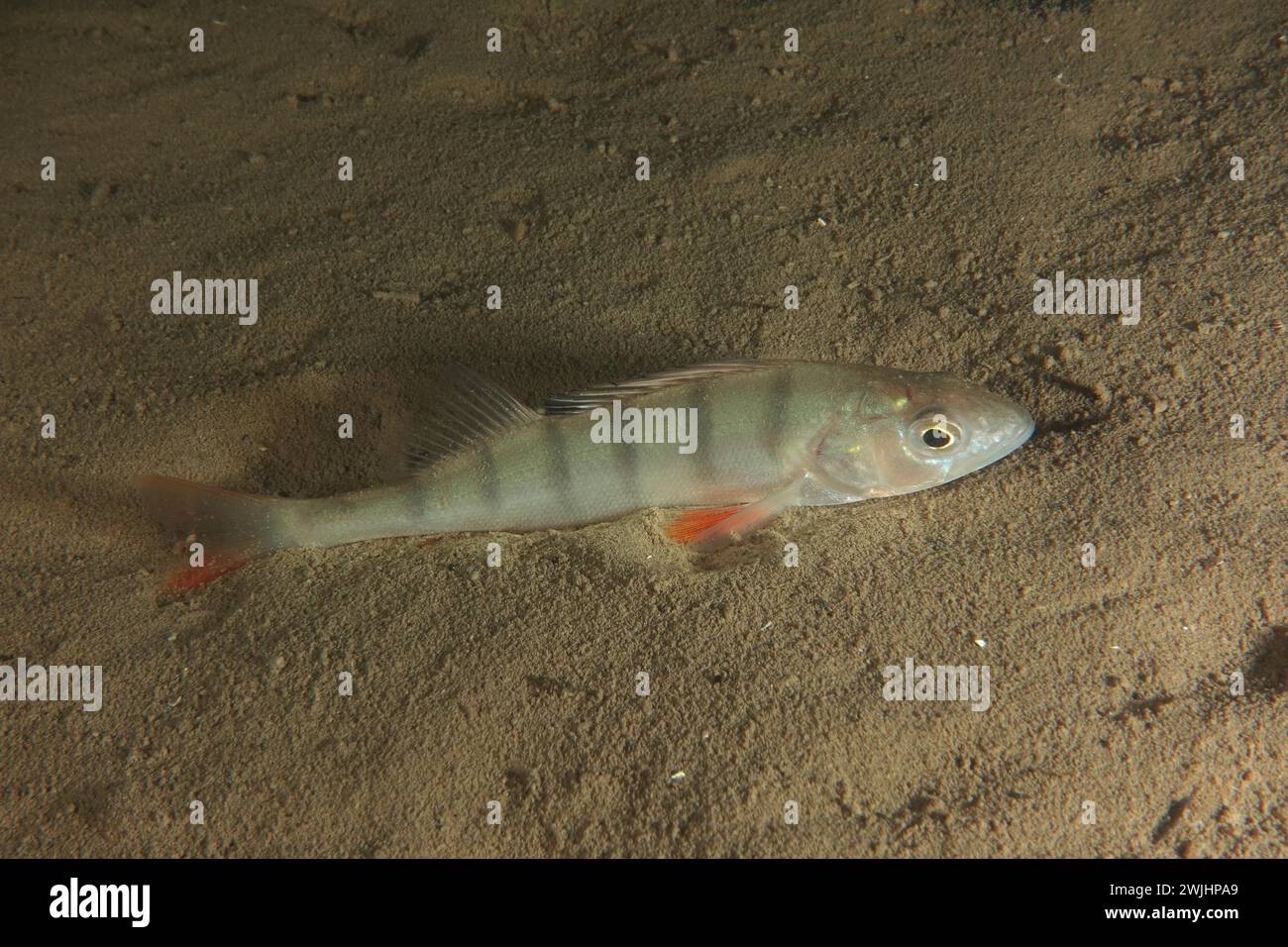 European perch (Perca fluviatilis), Egli, Kretzer, in the sand, at ...