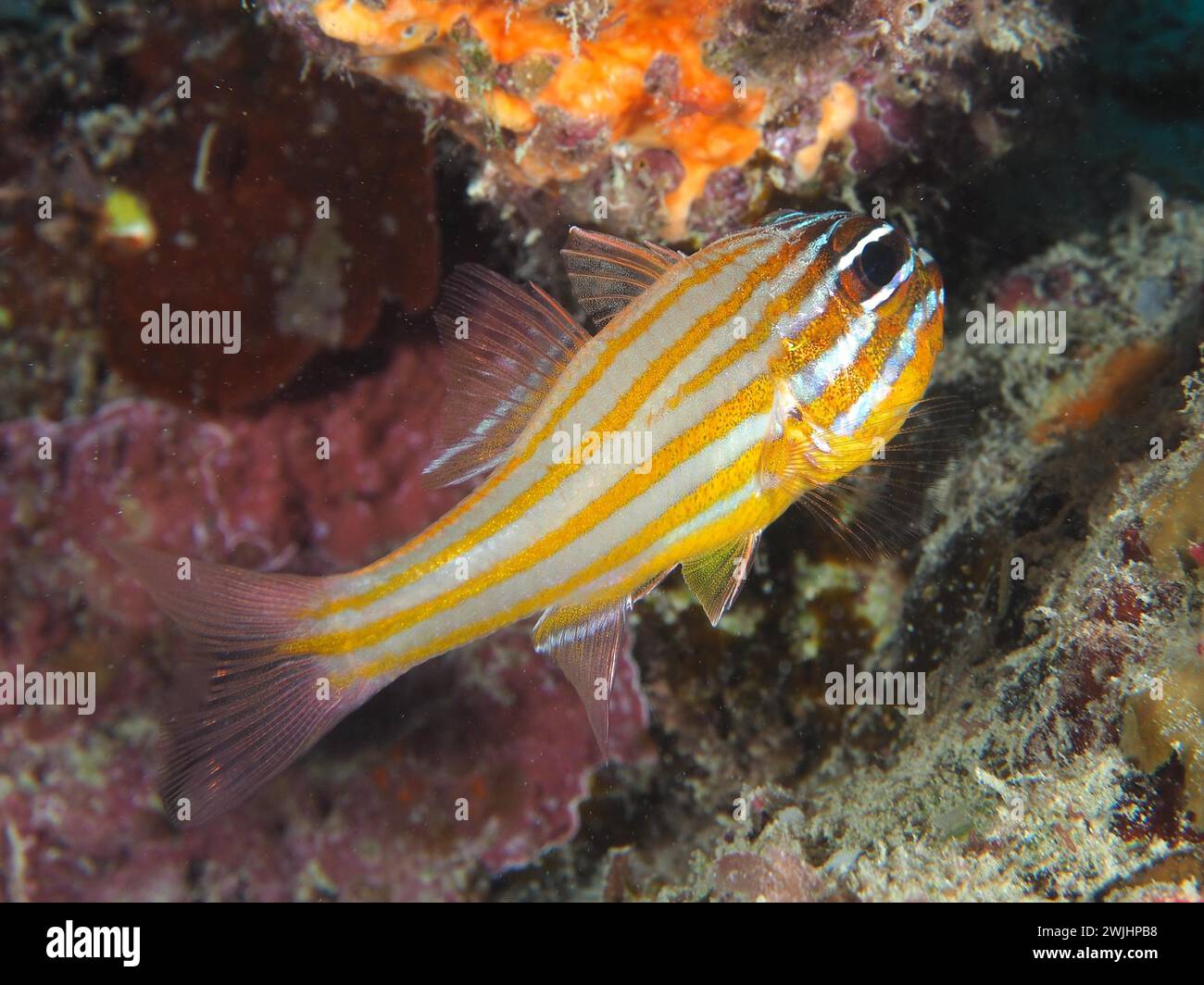 Golden-striped cardinalfish (Apogon cyanosoma), House Reef dive site ...