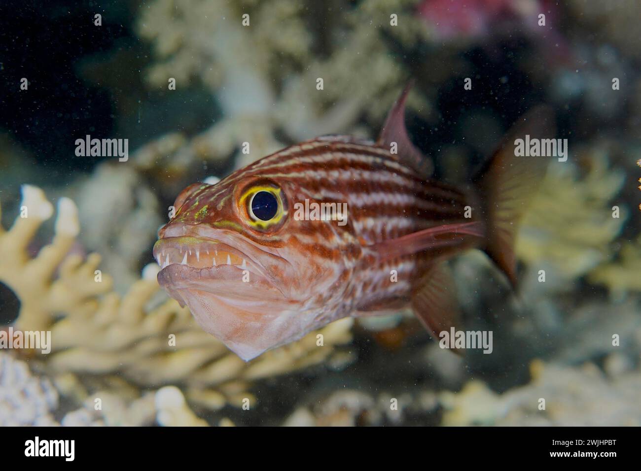 Largetoothed cardinalfish (Cheilodipterus macrodon), dive site House ...
