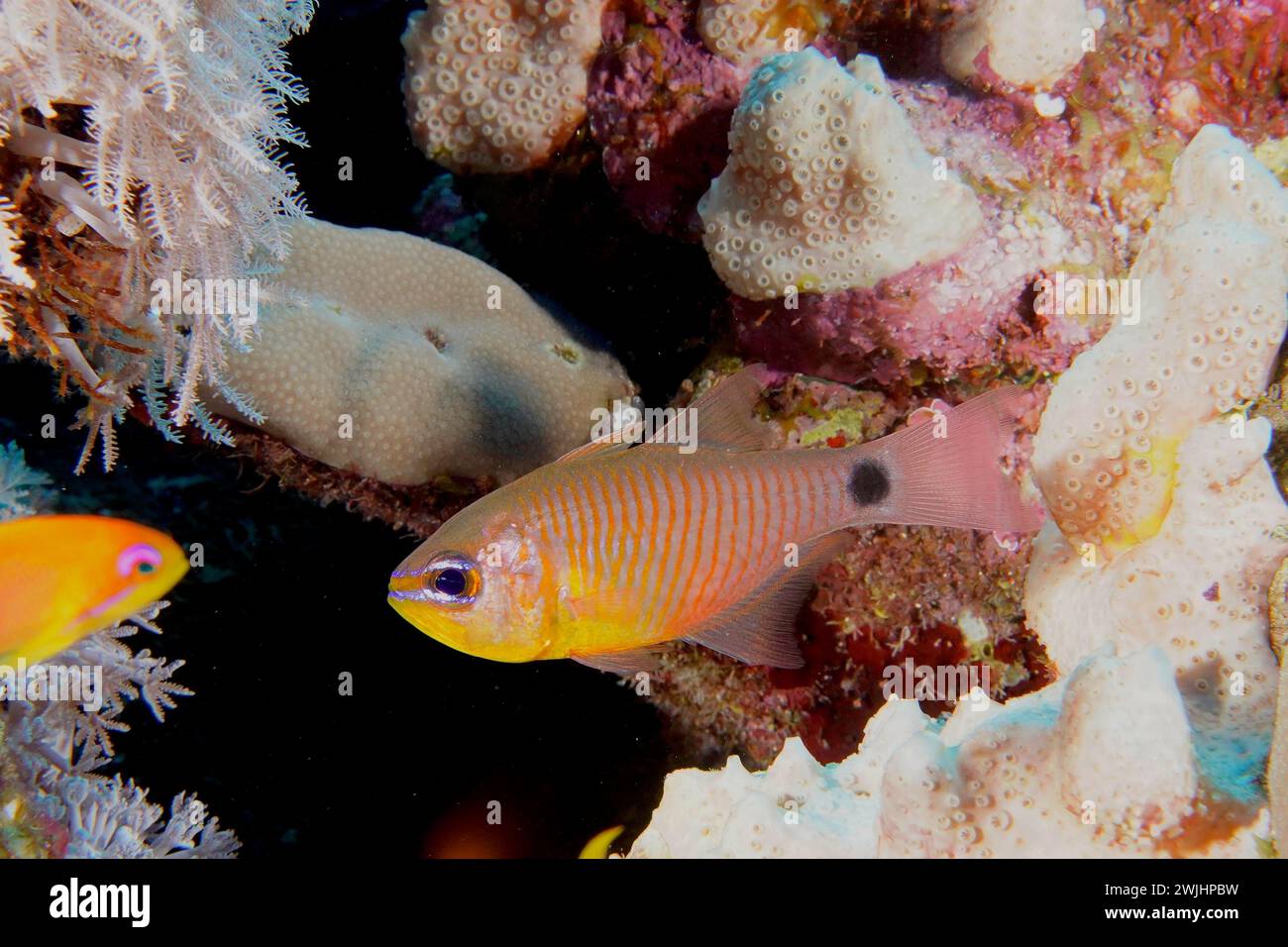 Orange-banded cardinalfish (Taeniamia fucata) (Archamia fucata), dive ...