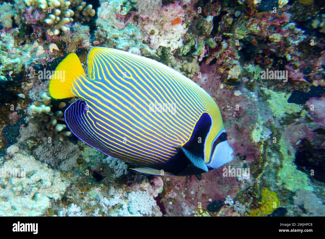 Emperor Angelfish (Pomacanthus imperator), dive site Erg Monica ...